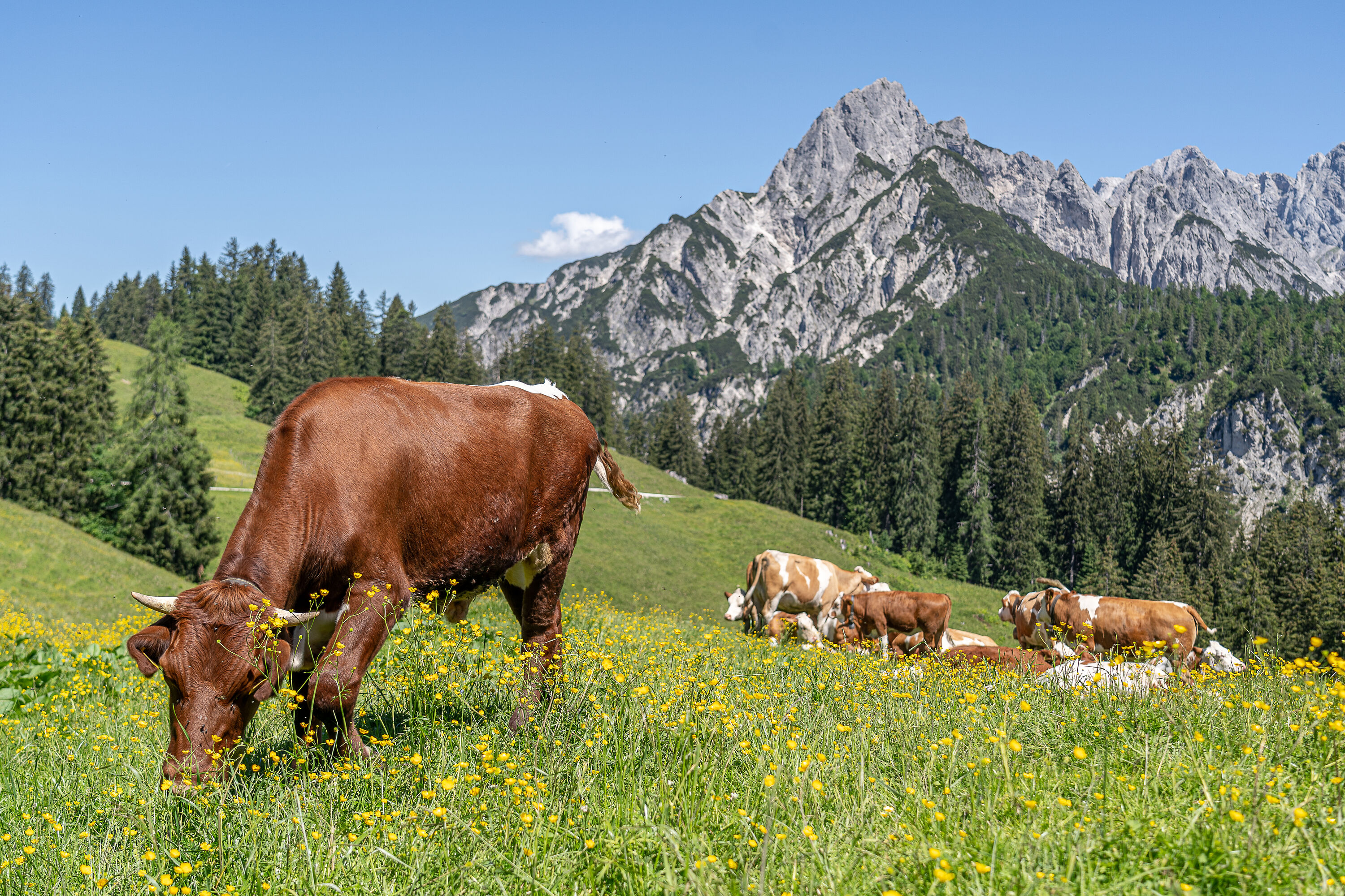Litzlalm Rundweg | Berchtesgaden