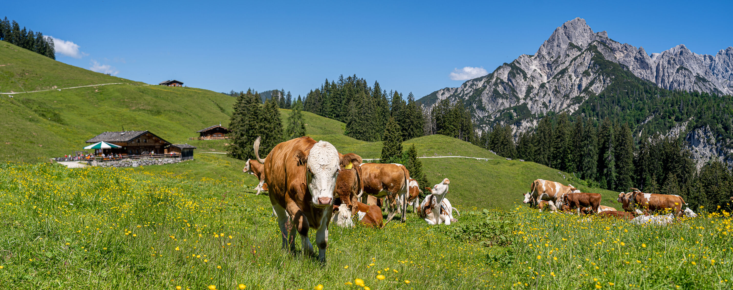 Litzlalm: Jausenstation und Alm | Berchtesgaden